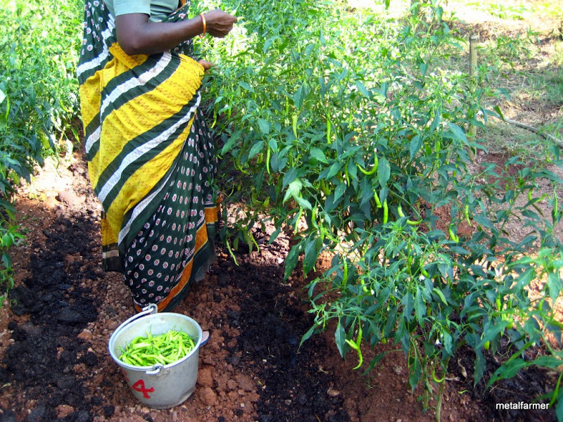 PADVAL AGRICULTURE AND FARM ENTERPRISES: Interculture Operations in Chilli